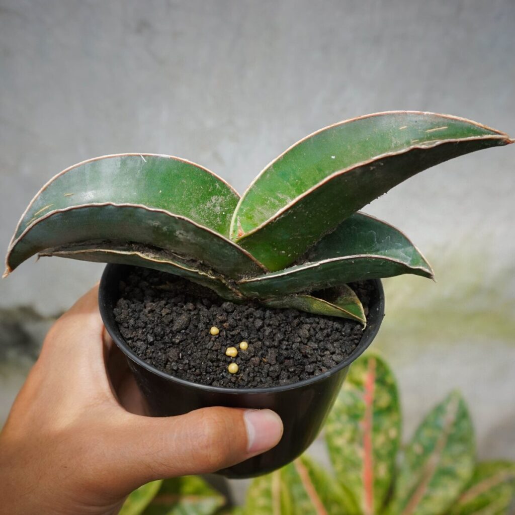 【観葉植物】ドラセナの種類22選！幸福の木マッサンゲアナやミリオンバンブーなど人気種から、インテリアにおすすめのオシャレなドラセナも紹介